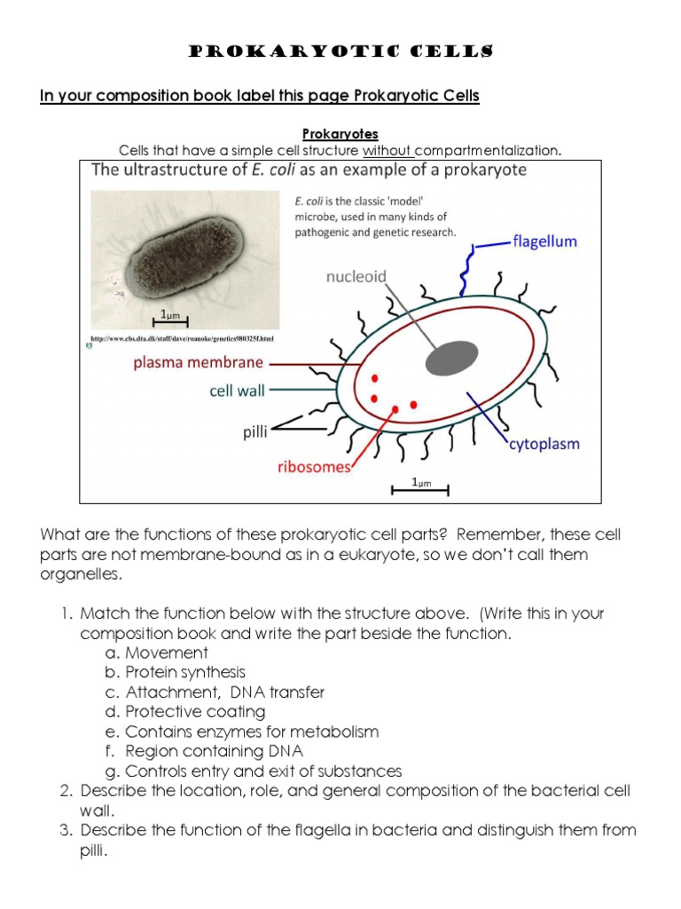 In Your Composition Book Label This Page Prokaryotic Cells | PDF