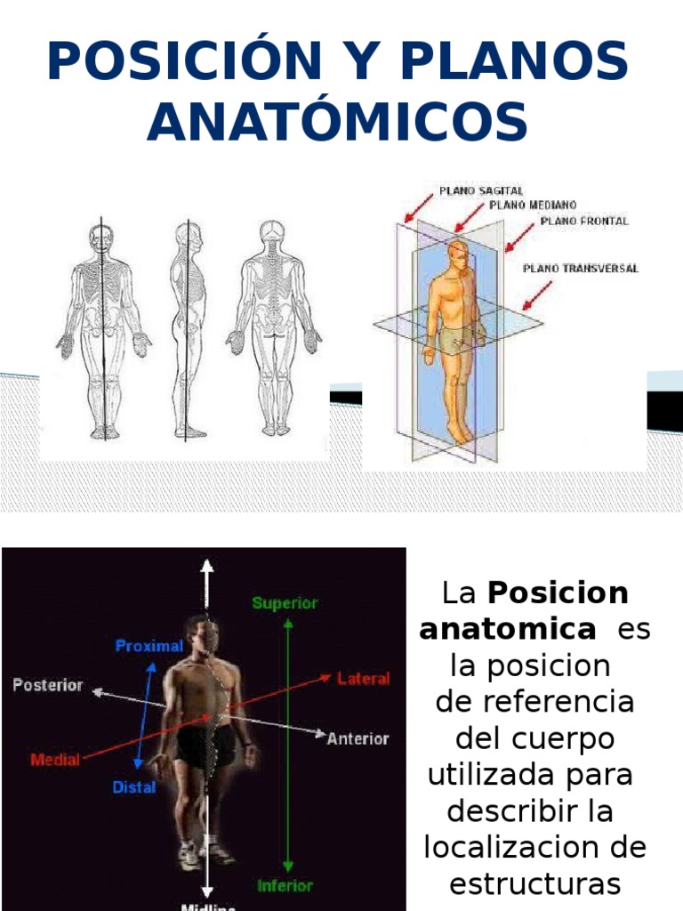 Posicion Anatomica UNIDAD II | PDF