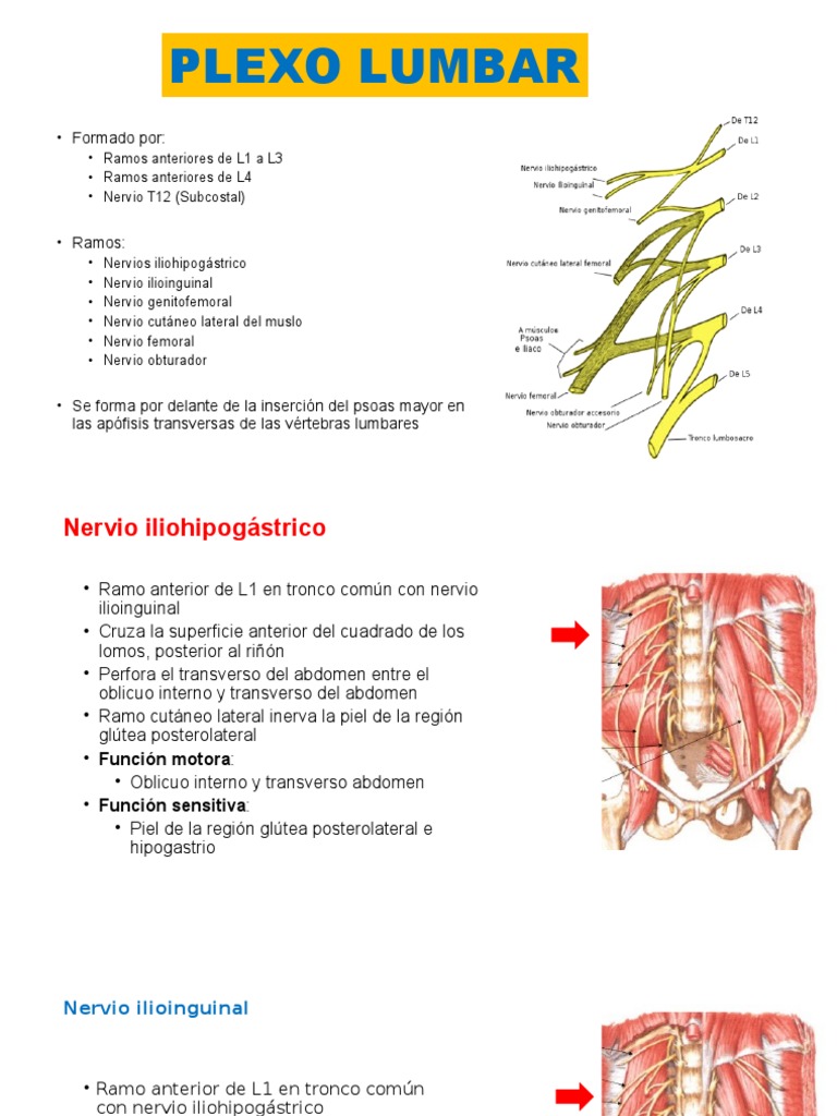 Anatomía y Función del Plexo Lumbar | PDF | Anatomía del miembro ...