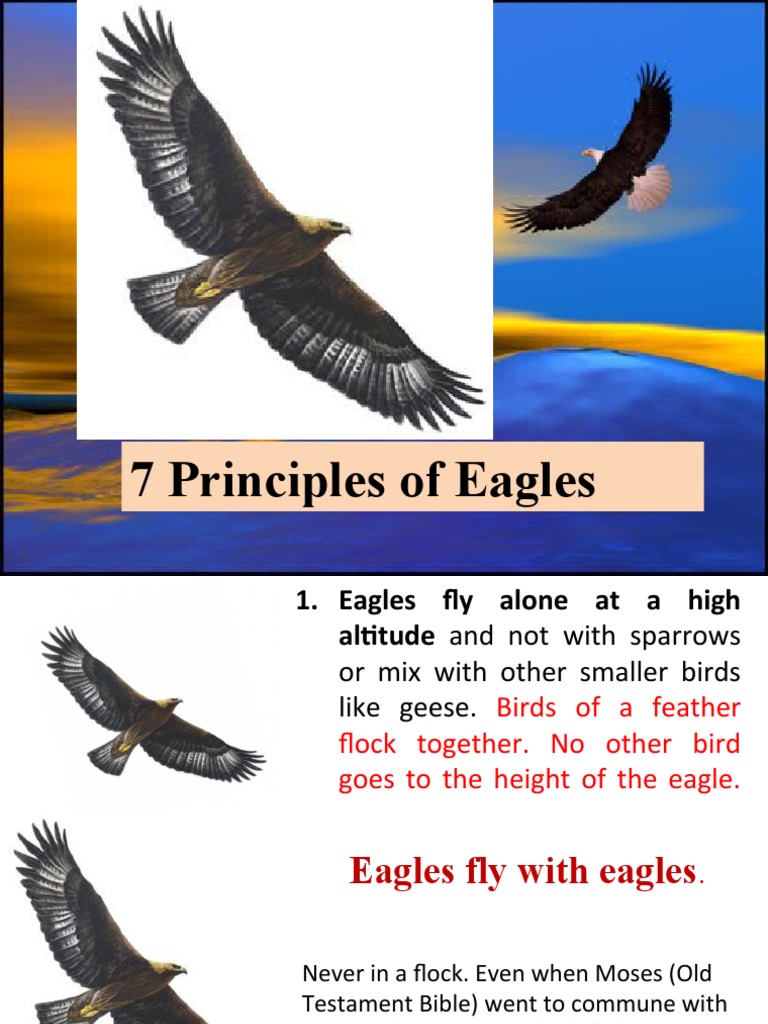 7 Principles of Eagle - 1 | PDF | Eagle | Birds