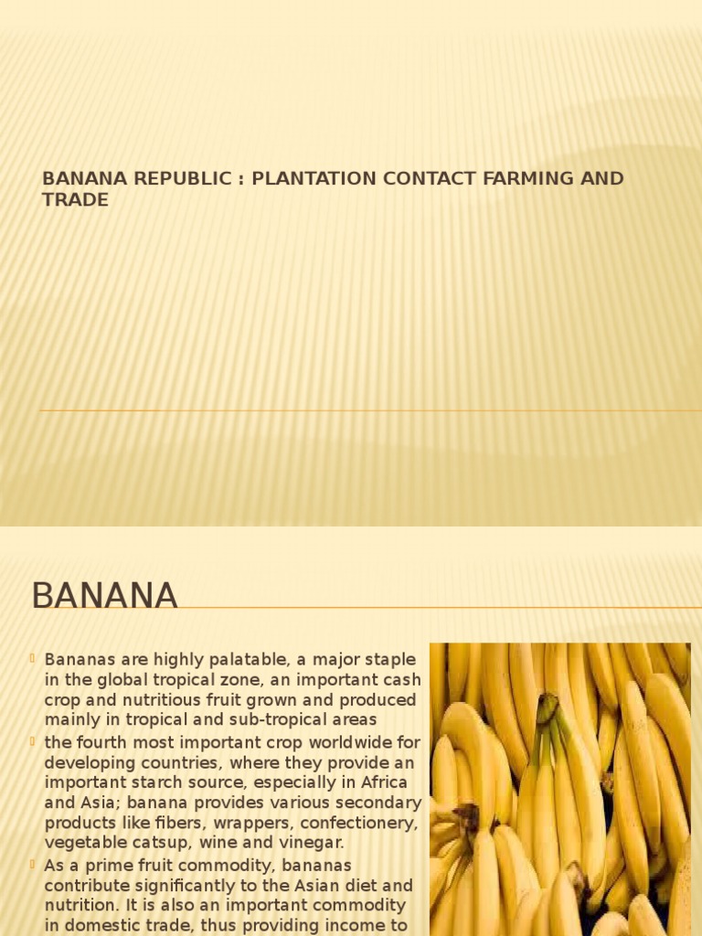 Banana | Banana | Plantation