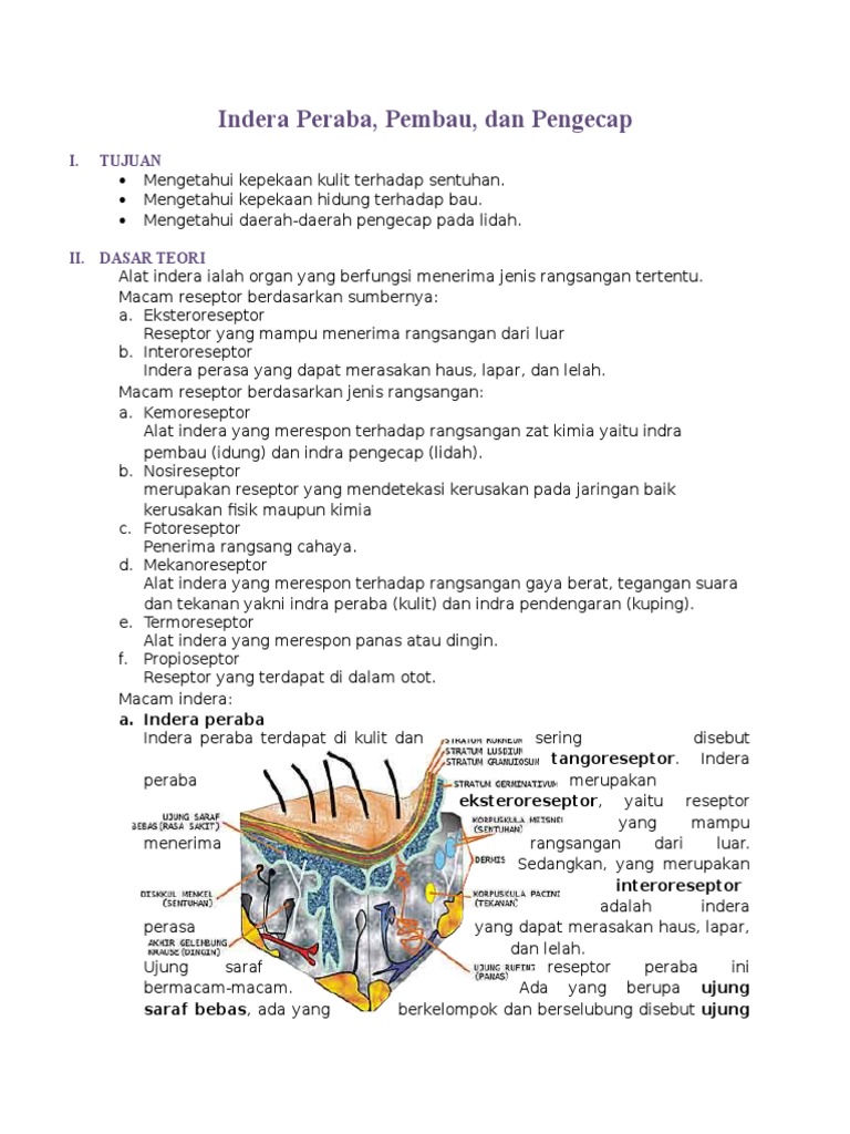 Praktikum Indra Peraba Pencium Perasa | PDF