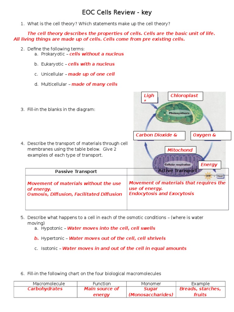 Eoc Cells Review Key | PDF | Ploidy | Cell (Biology)