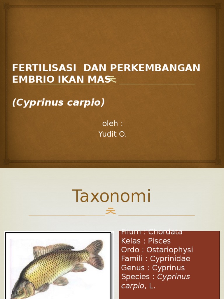 Fertilisasi dan Perkembangan Embrio Ikan Mas | PDF | Kajian Bahasa Asing | Sains & Matematika