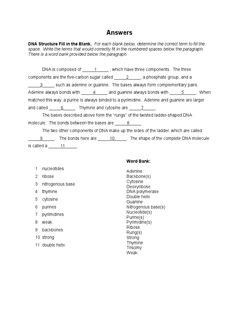 Dna Structure Answers | PDF