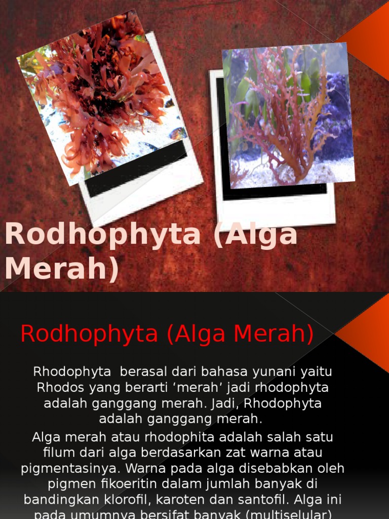 Ciri dan Klasifikasi Alga Merah Rhodophyta | PDF