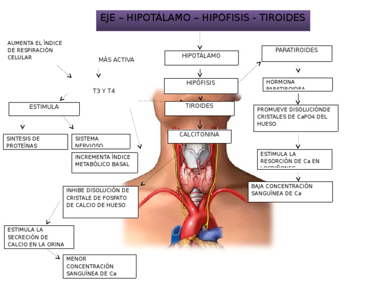 Eje Hipotálamo Hipófisis Tiroides | PDF