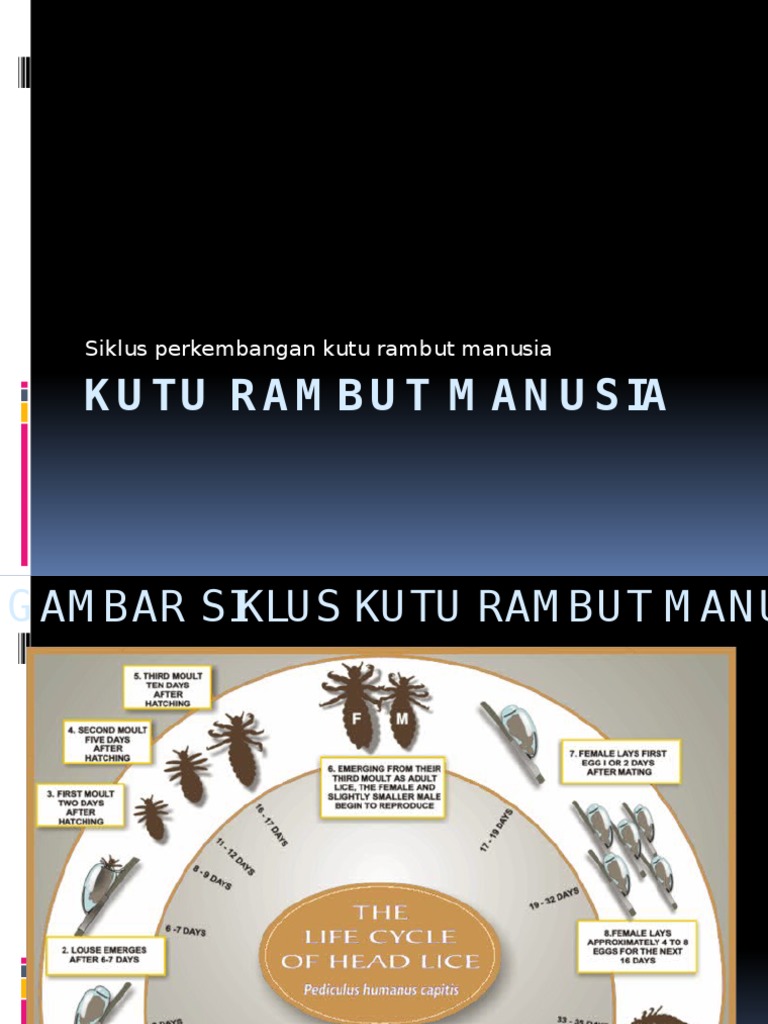 Kutu Rambut Manusia | PDF