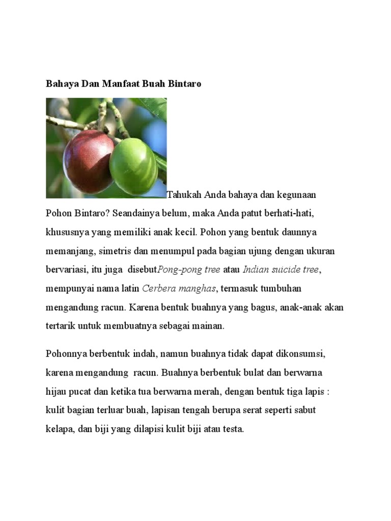 Bahaya Dan Manfaat Buah Bintaro | PDF
