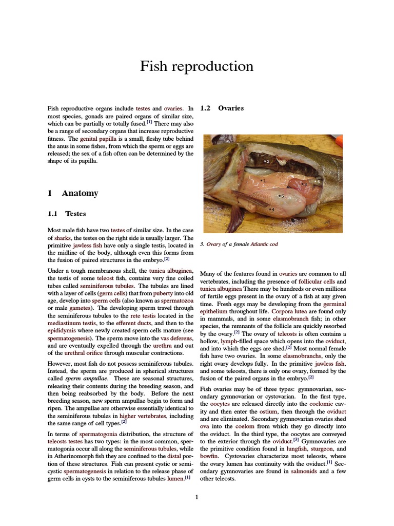Fish Reproduction: 1 Anatomy | PDF | Testicle | Spawn (Biology)