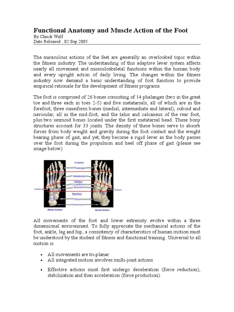 Functional Anatomy and Muscle Action of The Foot | Download Free PDF ...