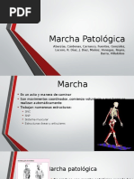 Marcha Trendelenburg: Análisis y Alteraciones | PDF | Pelvis | Sistema ...