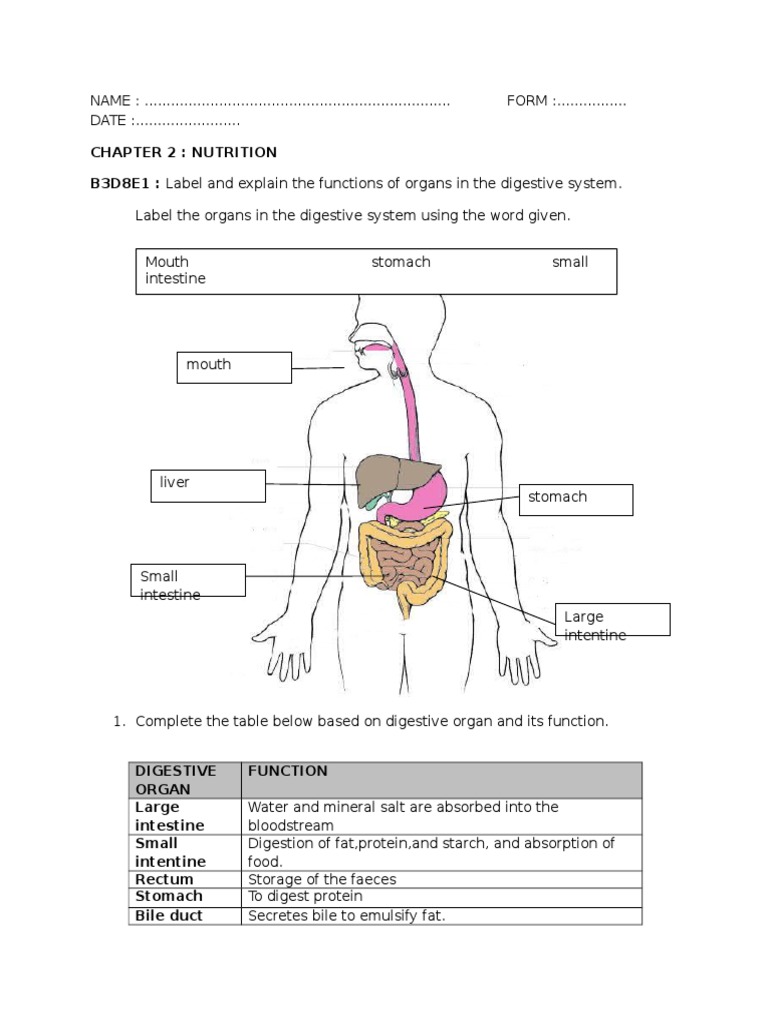 Large Intestine: Chapter 2: Nutrition B3D8E1: Label and Explain The ...