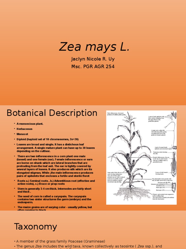 Evolution of Zea Mays L Edited | Maize | Plants