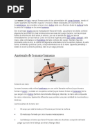 Anatomía de las Falanges en Veterinaria | PDF | Sistema esquelético ...