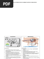 Anatomia y Fisiologia Del Pollo | PDF | Pollo | Anatomia animal