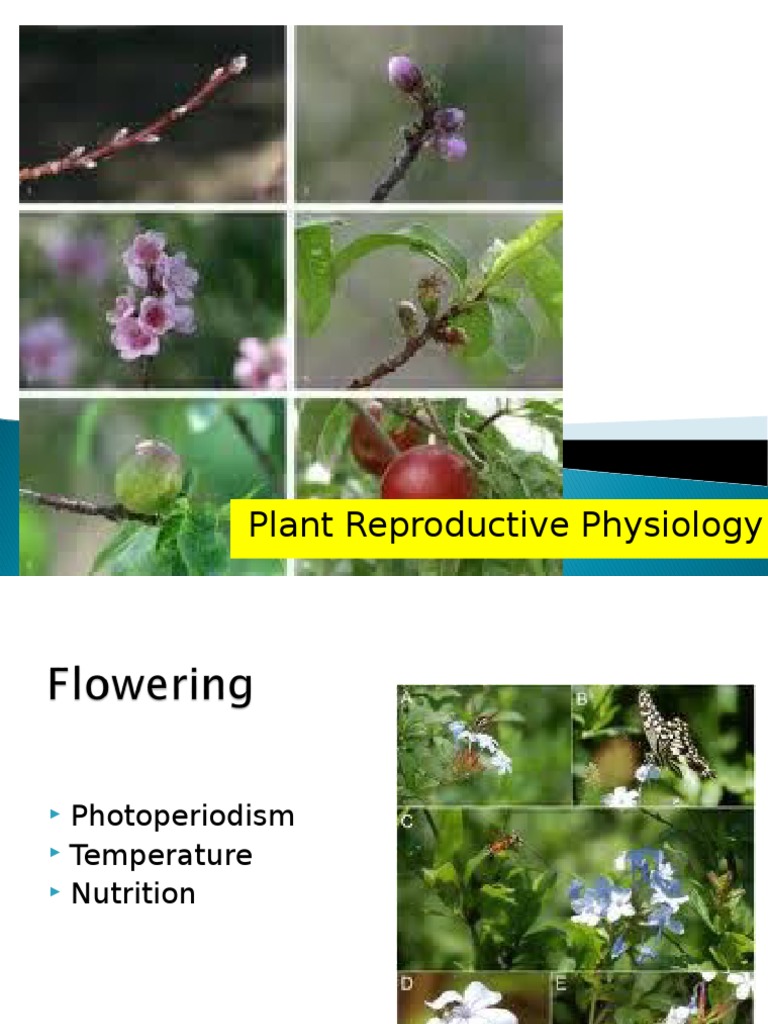 Plant Reproductive Physiology Overview | PDF | Flowers | Plant Morphology