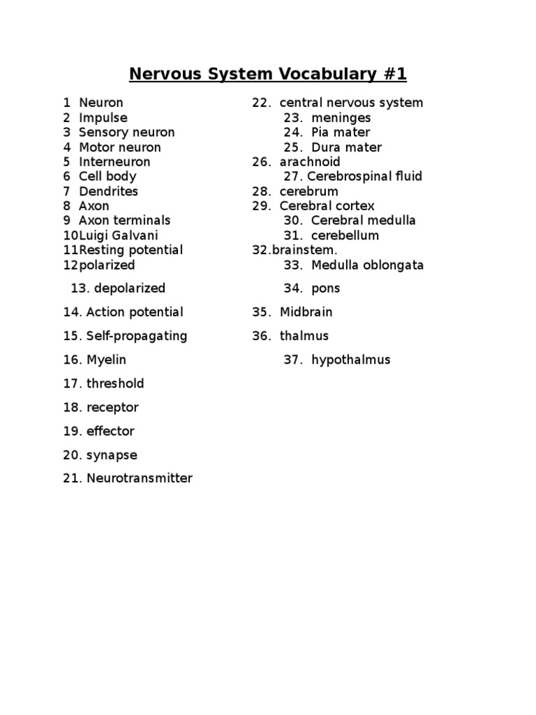 Nervous System Vocabulary List | PDF