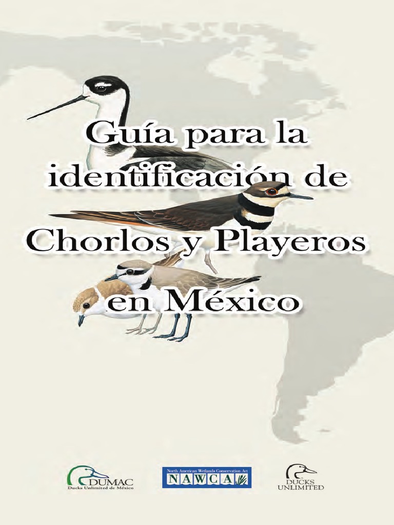 Guia ID Chorlos Playeros Mexico | PDF | Migración de aves | Aves