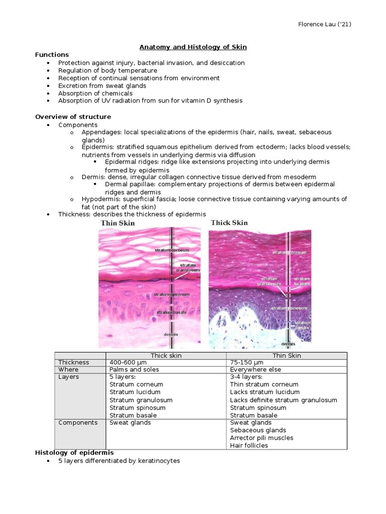 Anatomy and Histology of Skin | PDF | Skin | Epidermis