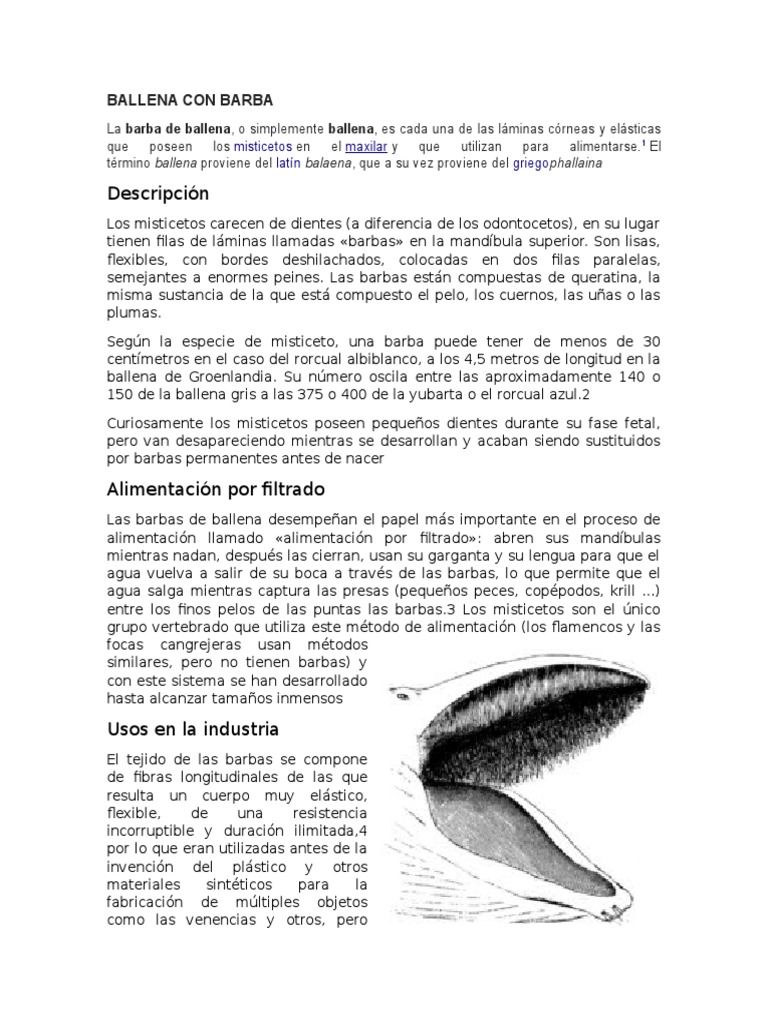 Ballena Con Barba | Taxonomía Animal | Zoología