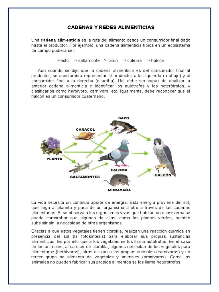 Cadenas y Redes Alimenticias Explicadas | PDF | Red alimentaria | Plantas