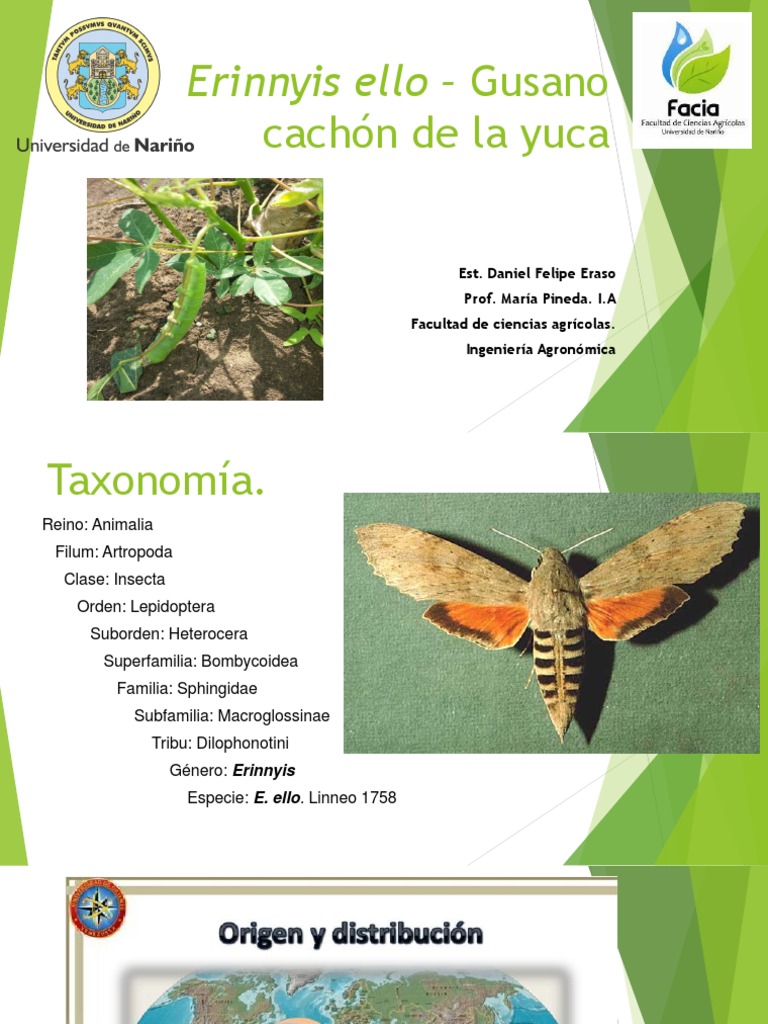 Erinnyis Ello - Gusano Cachón de La Yuca