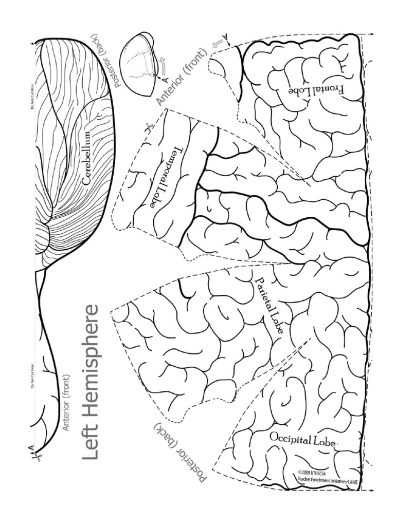 Printable Brain Cap Activity