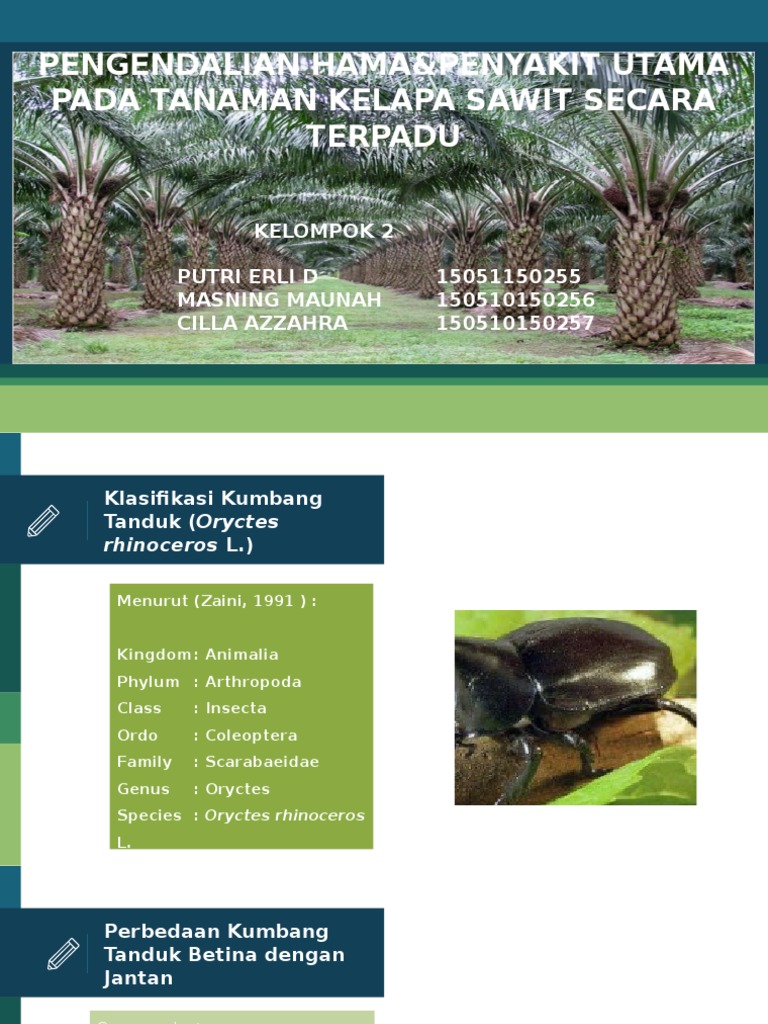 PHT Kumbang Tanduk - Kelapa Sawit | PDF | Sains & Matematika