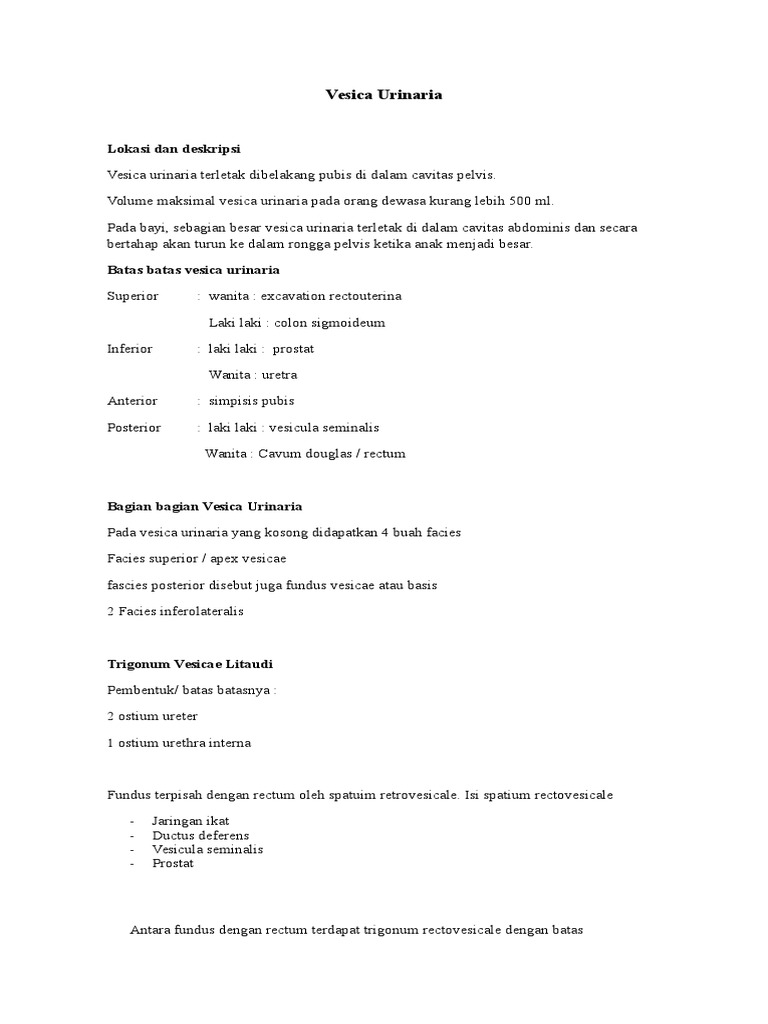 Vesica Urinaria | PDF
