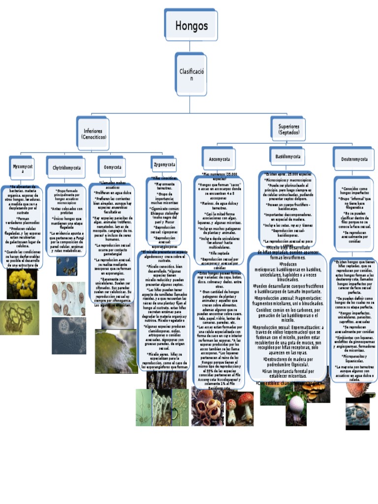 Mapa de Hongos | Descargar gratis PDF | Hongo | Espora