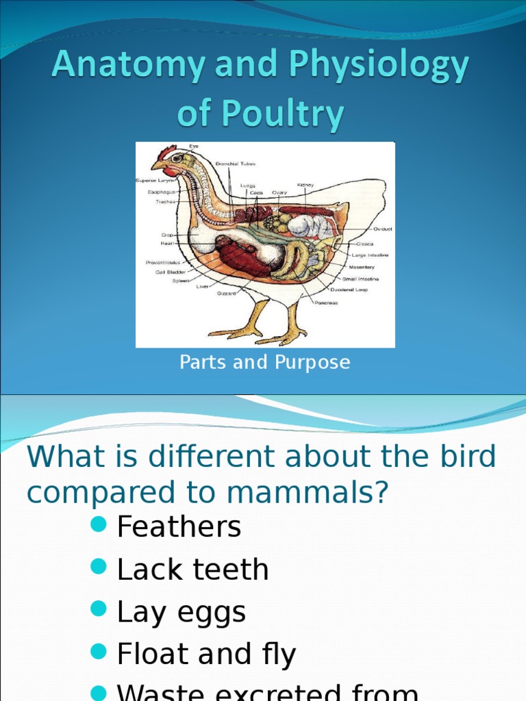 Poultry Anatomy and Physiology | PDF | Blood | Lung