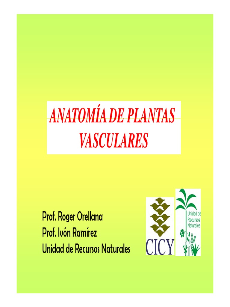 Anatomia_Vegetal.pdf | Raíz | Tallo de la planta
