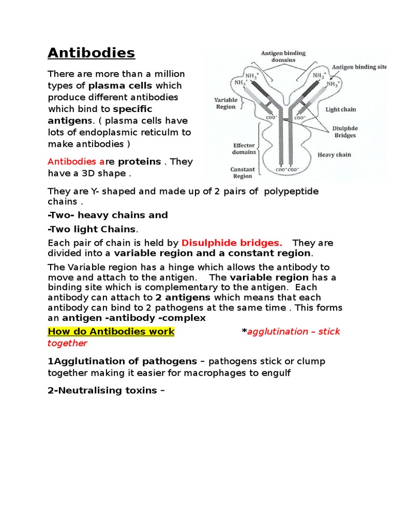 How Do Antibodies Work | PDF