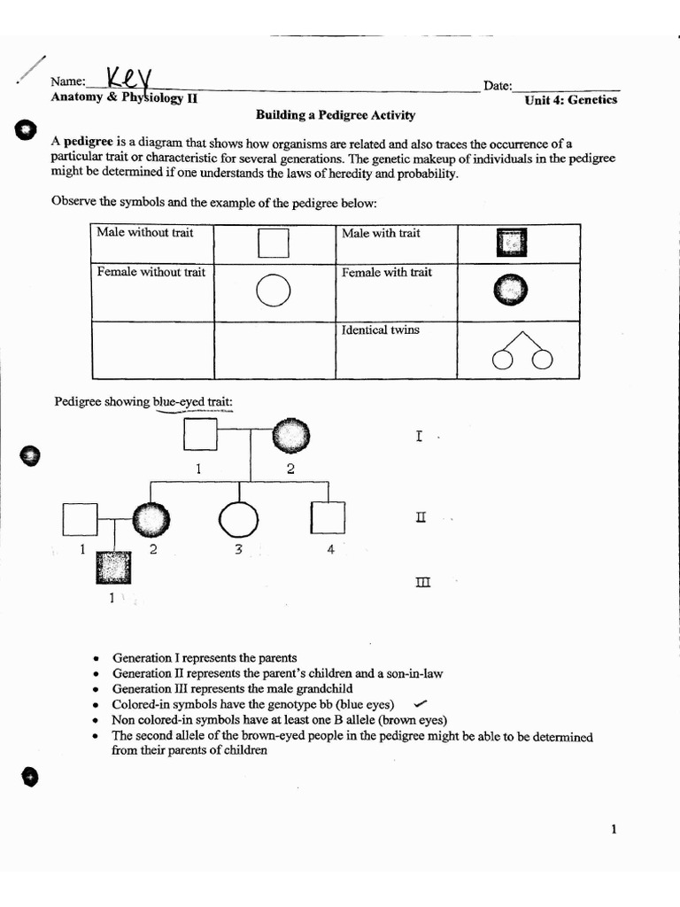 Building A Pedigree Activity Answer Key | PDF