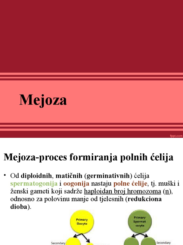 Mejoza | PDF