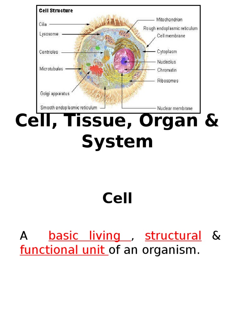 2 Cell, Tissue, Organ, System 2 | PDF | Tissue (Biology) | Cell (Biology)