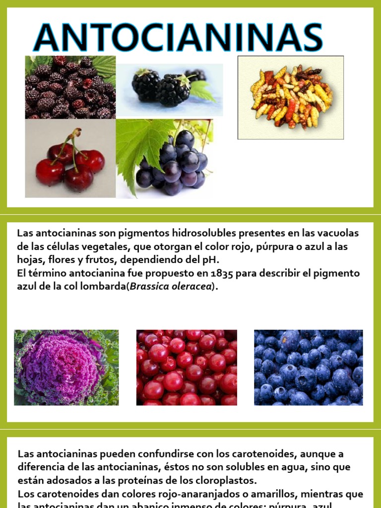 Antocianinas | PDF | Antioxidante | Química