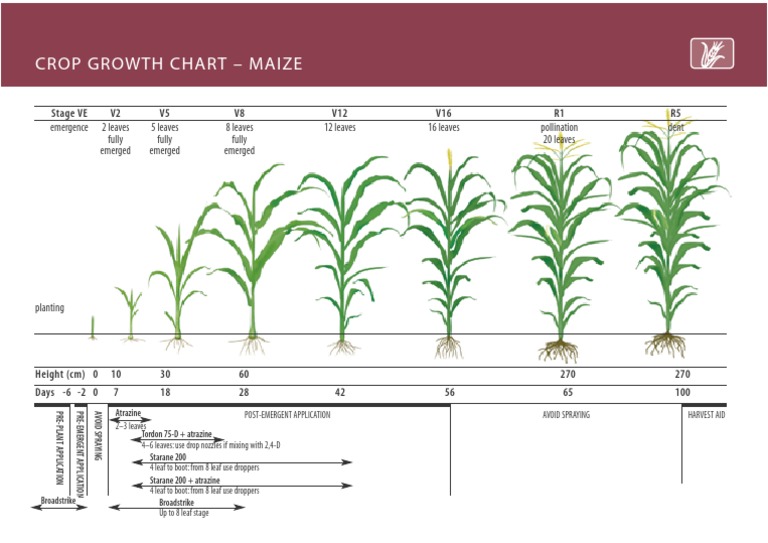 Crop Growth Chart - Maize: Stage VE V2 V5 V8 V12 V16 R1 R5 | PDF