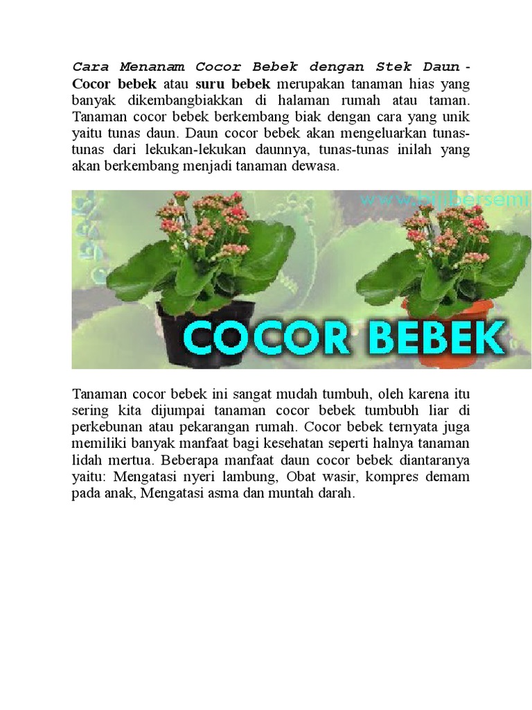 Cara Menanam Cocor Bebek Dengan Stek Daun | PDF | Griya & Taman