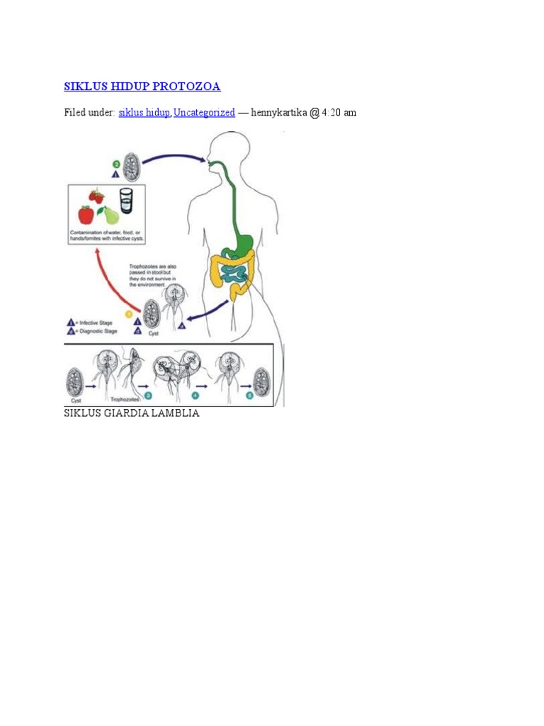 Protozoa Usus | PDF