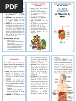 Triptico Moringa | PDF | Espinacas | Dieta y nutrición