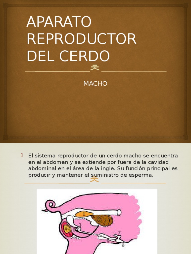 Aparato Reproductor Del Cerdo | Testículo | Semen