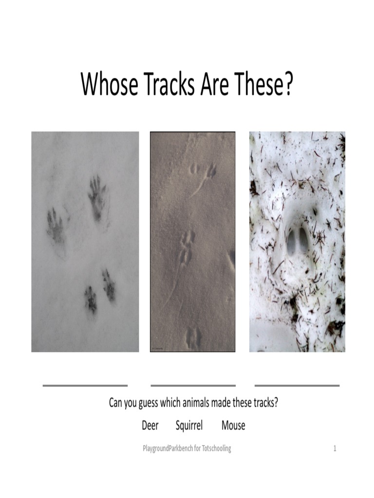 Making Animal Tracks Pdf