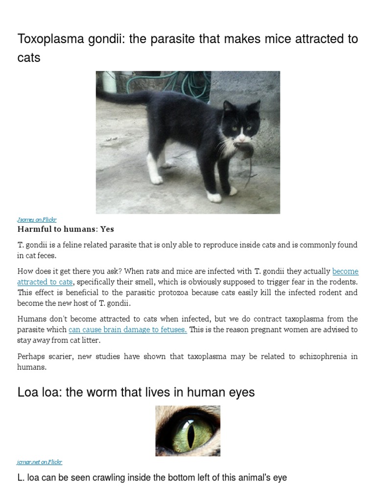 Toxoplasma Gondii: The Parasite That Makes Mice Attracted To Cats | PDF ...
