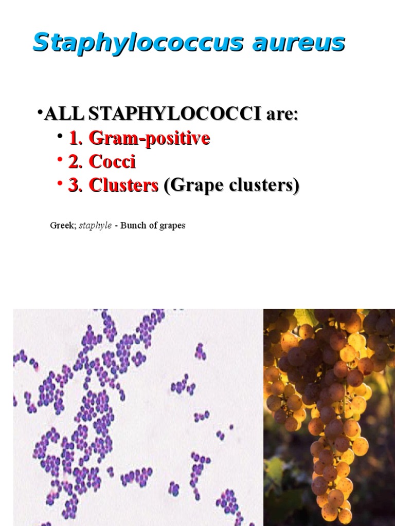 1 Staphylococcus Lecture 1 Last Year | Staphylococcus | Methicillin ...