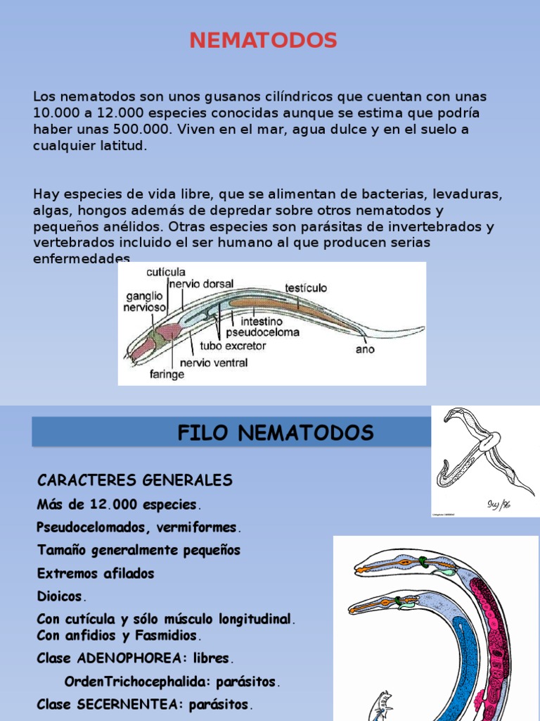 Nematodos Ascaris | PDF | Nematodo | Anatomía