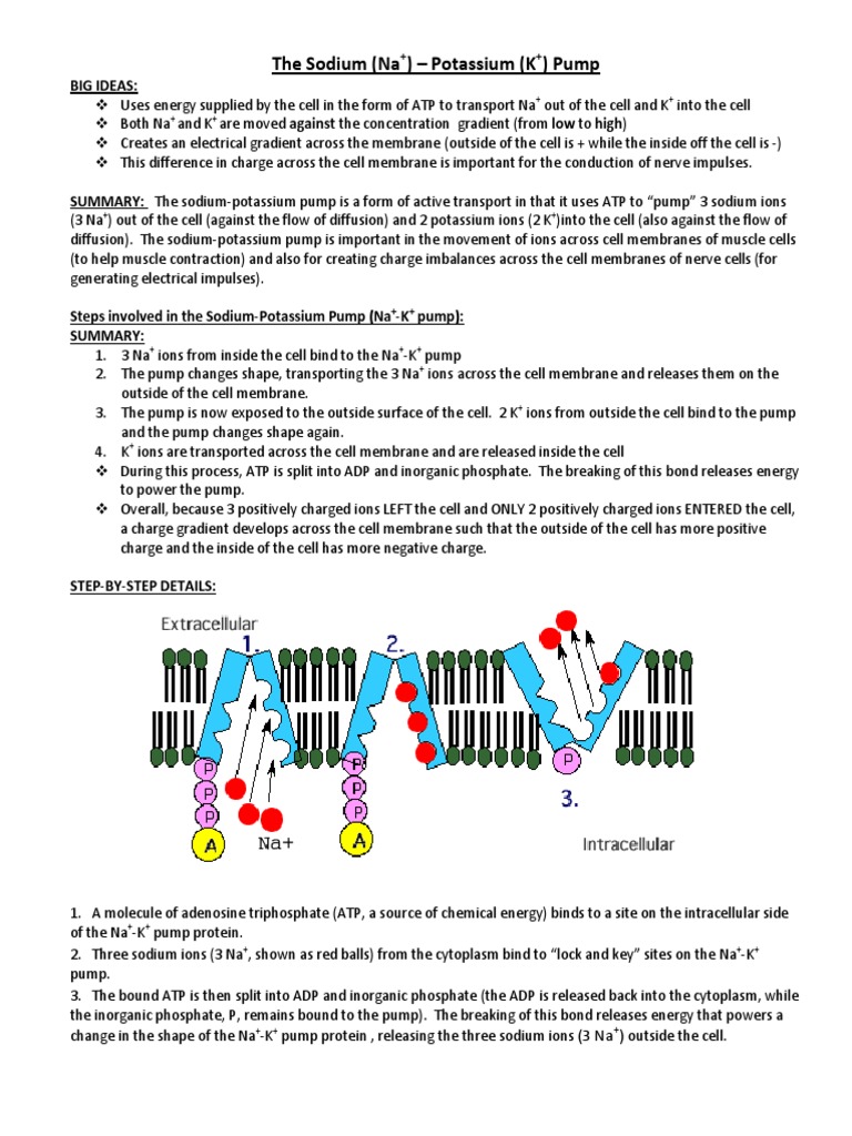 Sodium-Potassium Pump Mechanism Explained | PDF | Depolarization ...