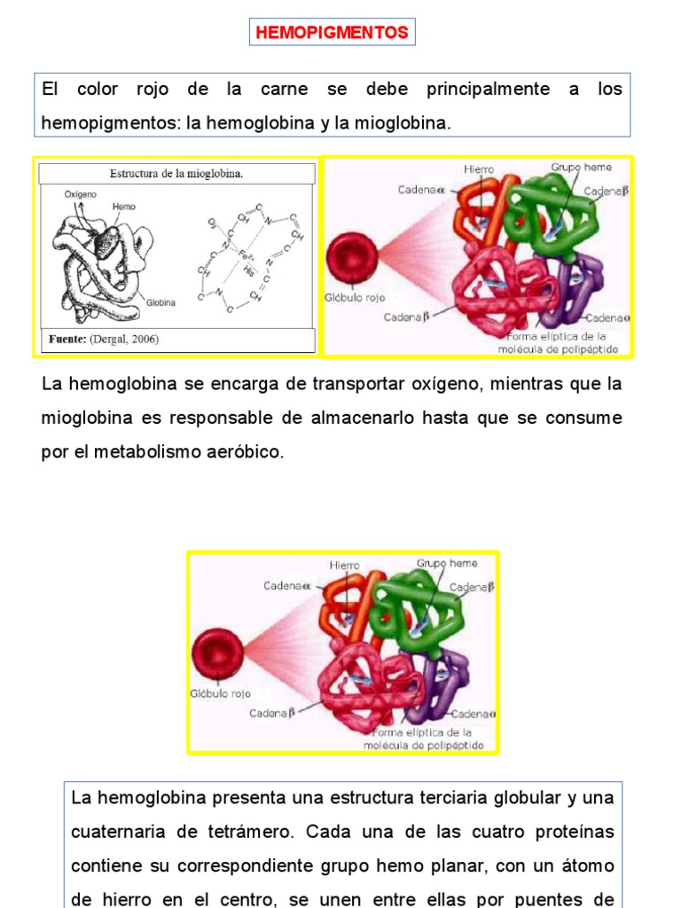 Hemo Pig Mentos | PDF | Hemoglobina | Proteínas