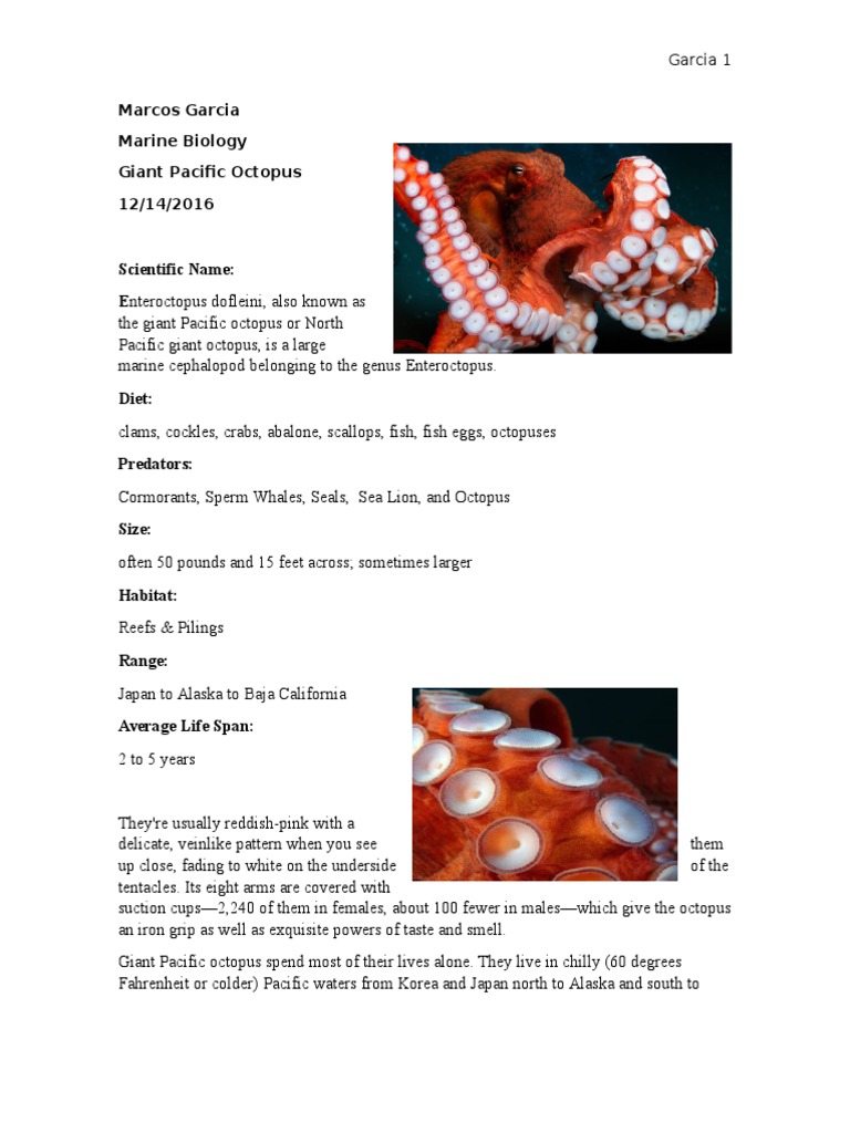 Octopus | PDF | Octopus | Nature